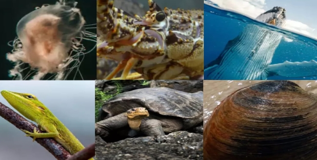 ஆயுசு கெட்டி!!! விலங்குகள் கூட 100 ஆண்டுக்கு மேல் வாழுமாம்....! - Seithipunal