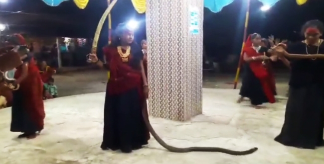 பாம்புகளுடன் இணைந்து நடனமாடிய இளம்பெண்கள், நேர்ந்த விபரீதம்.! - Seithipunal