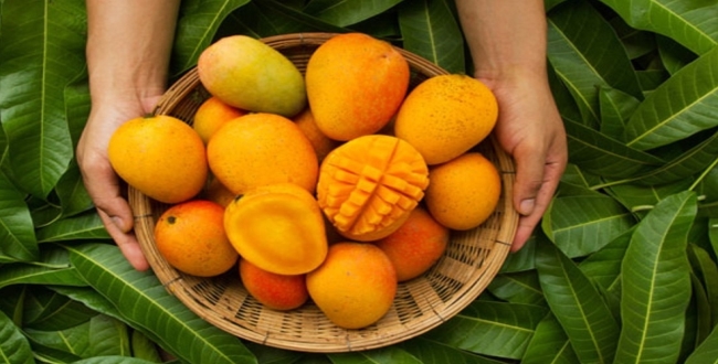 மாங்காயை பழுக்க வைப்பதற்கு வைக்கோலுக்குள் இட்டு வைத்தல் ஏன் ...