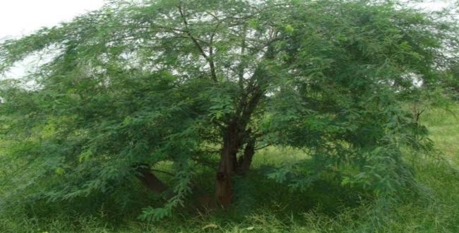 சீமை கருவேல மரத்தை அழிக்க நினைப்பது ஏன்.?! வியக்கவைக்கும் விஷயம் ...