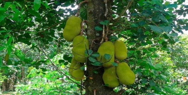 நோய்களை தீர்க்கும் ''பலாமரம்'' பயன்கள் என்ன? - Seithipunal