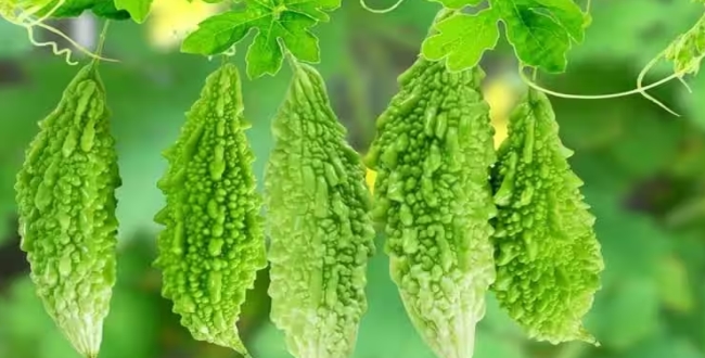 பல நோய்களுக்கு தீர்வளிக்கும் பாகற்காய்.! - Seithipunal