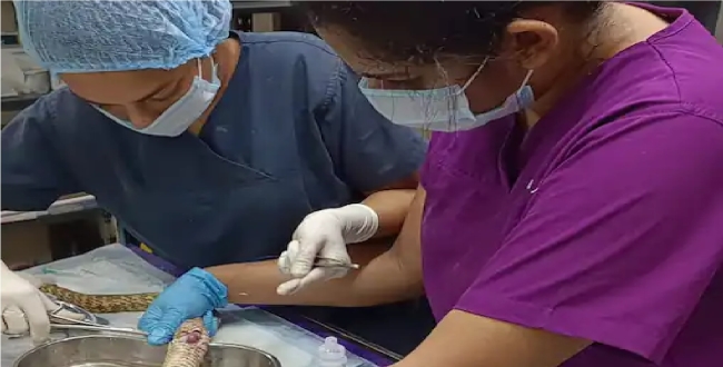 45 நிமிடங்கள் அறுவை சிகிச்சை.. ஆக்ஸிஜன் மாஸ்க்.. நல்லபாம்பை காப்பாற்றிய வனத்துறை மருத்துவர்கள் ...