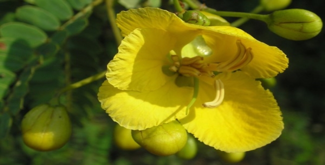 இந்த ஒரு பூதான்.! உங்களின் உடலுக்கு தேவையான அனைத்து நலனையும் தேடி தேடி ...