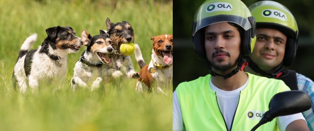 சிரிப்போ சிரிப்பு! நாய்க்கு பயந்துதான் இப்டி ...!- OLA பைக் முன்பதிவு ...