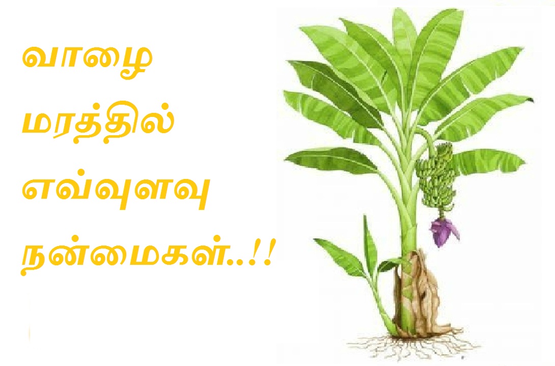 சுப நிகழ்ச்சிகள் நடைபெறும் இல்லங்களில் வாழை மரத்தை கட்டும் அறிவியலை ...