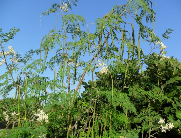 சர்க்கரை நோய் போன்று உடலில் இருக்கும் பல்வேறு நோய்களை விரட்டியடிக்க ...
