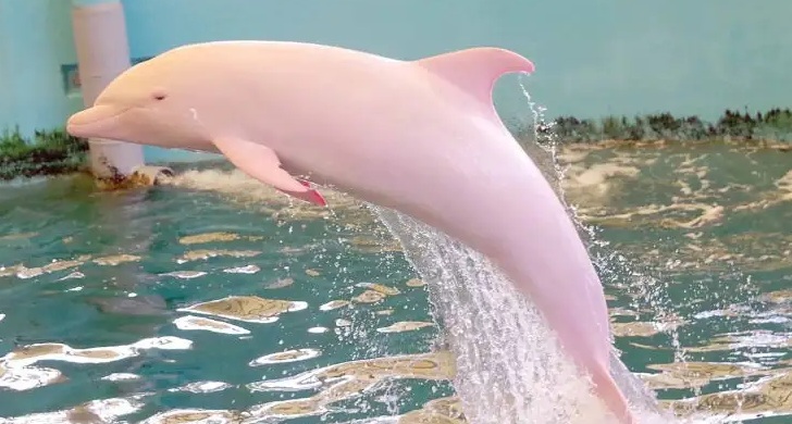மனிதர்களைப் போல சமூக வாழ்வு...! - அரிய பிங்க் டால்பின்கள் காட்டும் ...